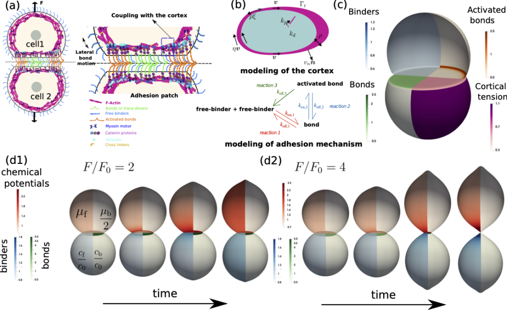 Mathematical and computational modeling of the active mechanics of ...